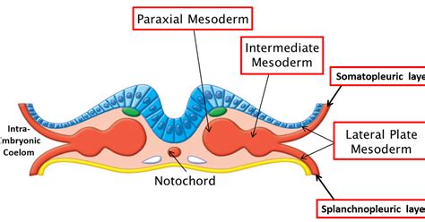 Intra Embryonic Mesoderm Foldings Of The Embryo Derivatives Of Germ
