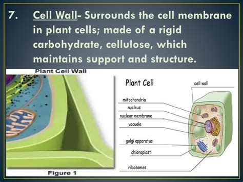 Ppt Cell Vocabulary Powerpoint Presentation Free Download Id8990969