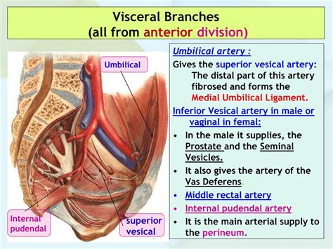 Ppt Anatomy Of The Pelvis Powerpoint Presentation Free Download Id