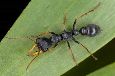 Jumping Jack Ants
