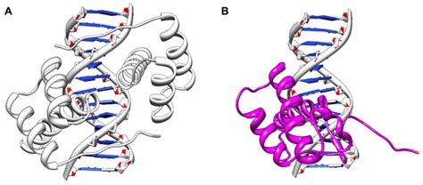 Structural Alignment Process A The Template Dna Sequence With Its
