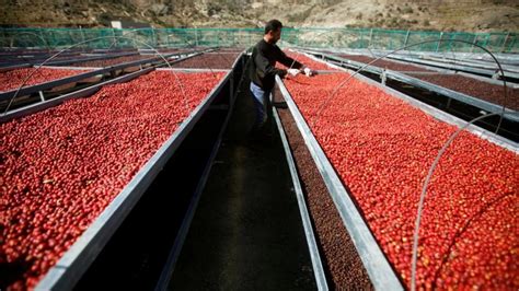 صراعات الحوثيين تهدد بالإضرار بالبن في اليمن