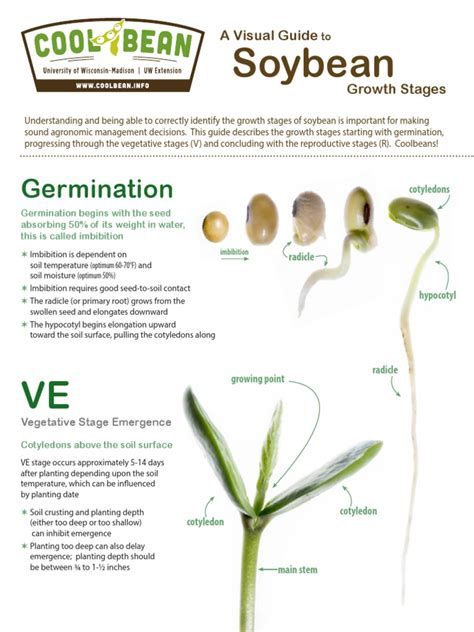 20201019 Soybean Growth And Development Pdf Legume Horticulture