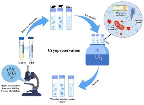 Cryoprotectants For Cells Chemical Approaches To Cryopreservation