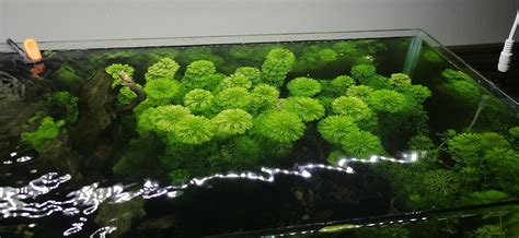 My Limnophila Sessiliflora Rplantedtank