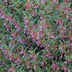 Cigar Plant Cuphea Starfire Pink