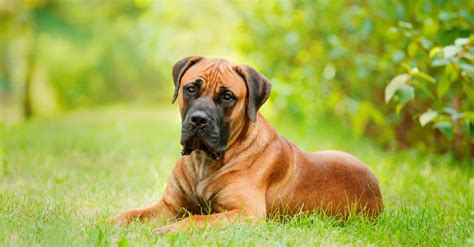Boerboel Progression Growth Chart Milestones And Training Tips A Z