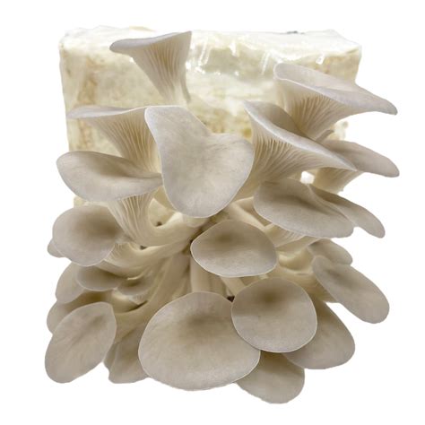 Kit Shimeji Cinza Micélio De Cogumelo Pleurotus Columbinus Cogu House