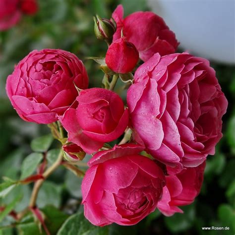 Pomponella® Kordes Rosen