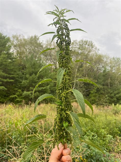 Stinging Nettle Seed Tincture Female Seed Organic Wild And Etsy
