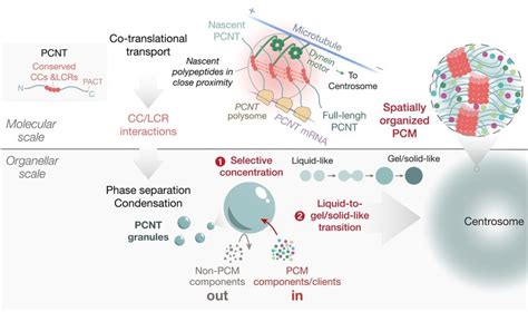 Model For Pcnt Phase Separation In Centrosome Assembly Pcnt Is A