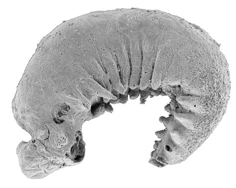 ‘my Jaw Just Dropped Exceptionally Well Preserved Tiny Worm Fossil