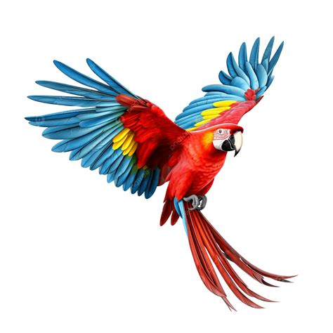 Dibujo De Guacamaya Roja Volando Dibujar Una Guacamaya Animada