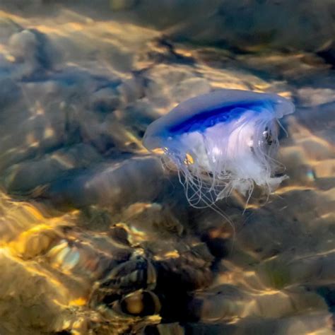 Blue Jellyfish Facts Diet Habitat And Pictures On Animaliabio