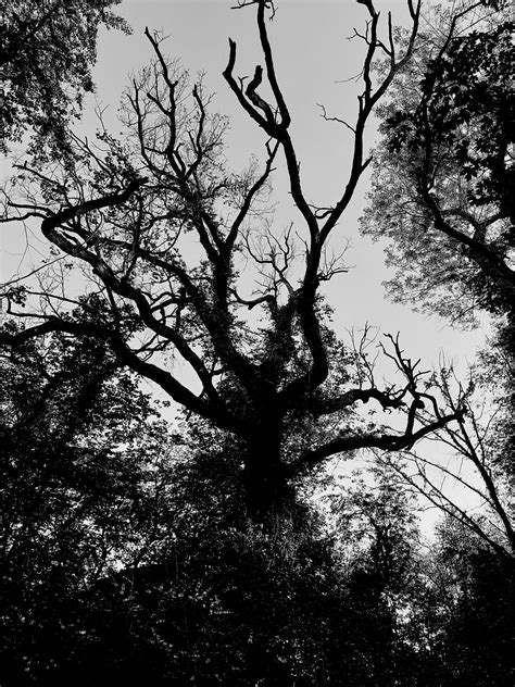 B W Tree Free Photo On Pixabay