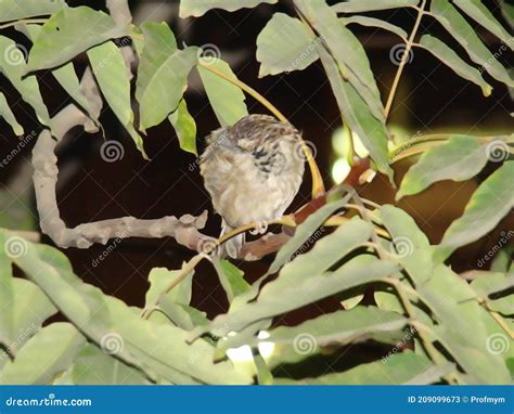 House Sparrow Sleeping On The Tree Branch Male Bird Young Finch At