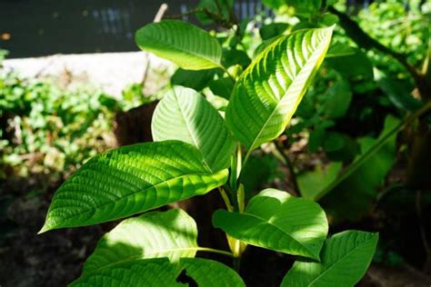 Types Of Kratom Strains Understanding The Differences Conway Foratx