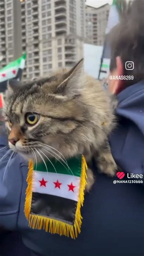 نتاشا شيميل