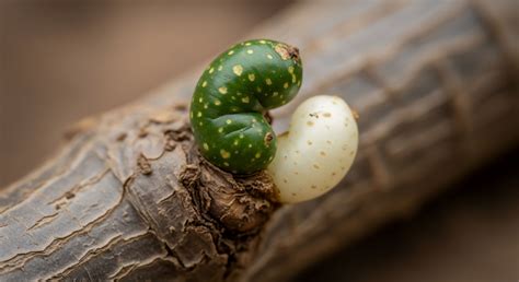 Term → Resource 3165