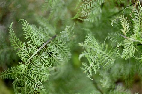 Asplenium Aff Fragrans Large Clone Rare Terrarium Plants
