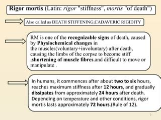Rigor Mortis Stages In Humans