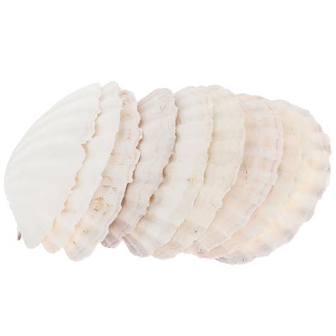 Acdanc Natural Scallop Shells 10pcs For Craftsdiybakingwedding Decor