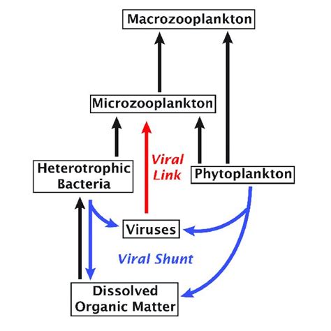 Marine Microbial Food Web With Arrows Indicating The Flow Of Carbon
