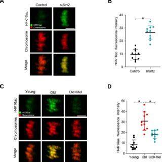 Effects Of H4k16 Acetylation On Kinetochore Microtubule Attachment And