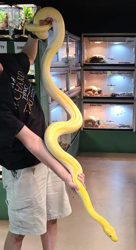 Python Reticulatus Reticulated Python Albino Platinum Phan