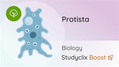 Protista Amoeba 1106 Protista Stock Vectors And Vector Art