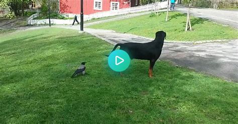 Crow  On Imgur