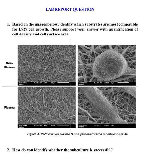 Solved Lab Report Question 1 Based On The Images Below