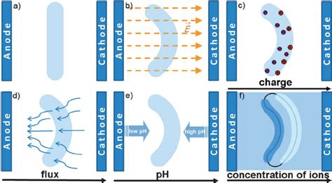 Actuation Of Electroresponsive Polyelectrolyte Gel Placed In Salt