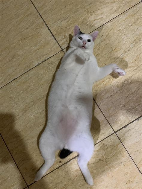 Taba Na Tinubuan Ng Pusa 🐷 R Catsofrph