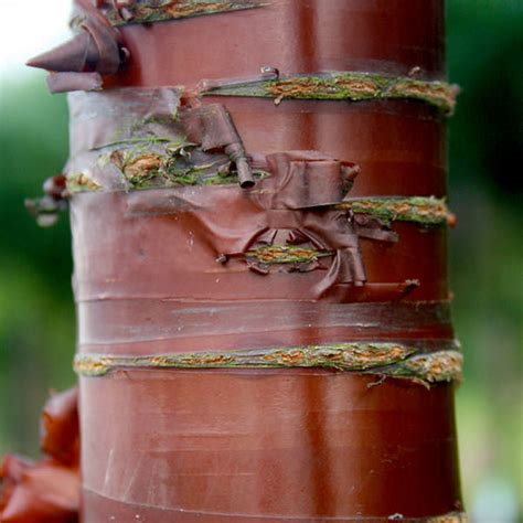 Prunus Serrula Majestic Trees