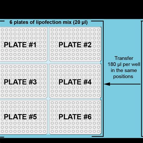 Scheme 1 Day 1 Procedure Ko Grna Library Transfection Repeated 6 Download Scientific Diagram