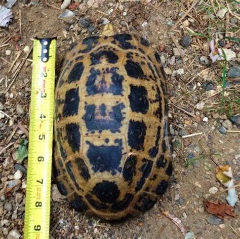Forstens Tortoise Facts And Pictures