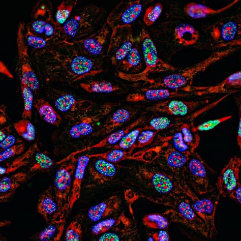 Immunofluorescence Staining Protocol Step By Step Guide