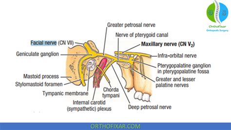 Internal Acoustic Meatus Facial Nerve