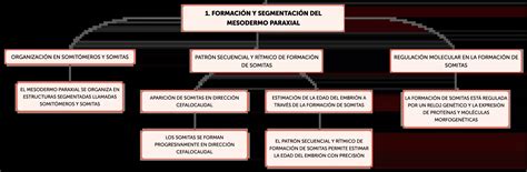 Estructura Y Diferenciación Del Mesodermo En El Desarrollo Embrionario