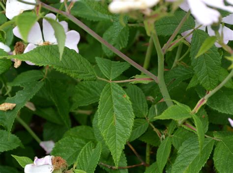 Rosa Setigera Knowyourweeds