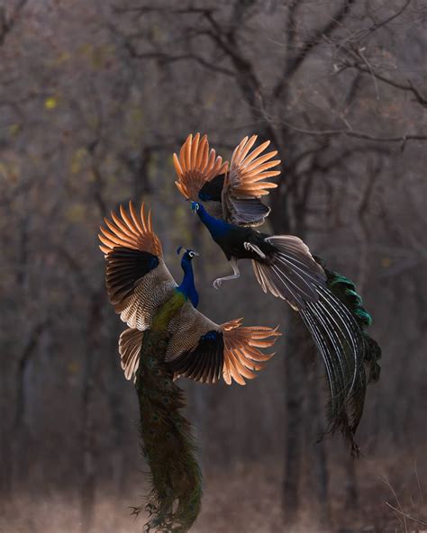 Best Photography Wildlife Nature