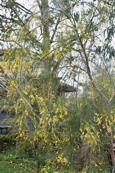 The Unique Viminaria Juncea Mallee Design