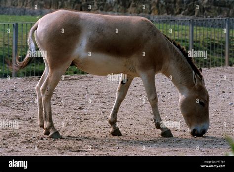 Male Persian Onager Equus Hemionus Onager Grazing In Enclosure Stock
