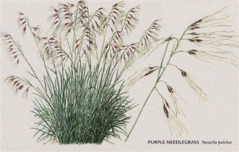 Facts About Purple Needle Grass At Arthur Kline Blog