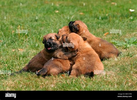 Hund Harzer Fuchs Welpen Fotos Und Bildmaterial In Hoher Auflösung