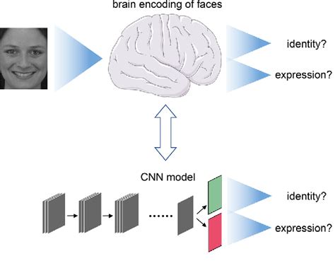 Figure 1 From Dissociation And Hierarchy Of Human Visual Pathways For Simultaneously Coding