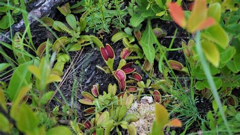 How Many Types Of Venus Fly Traps Are There