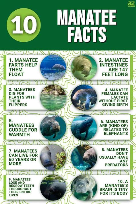 Cute Manatee Facts