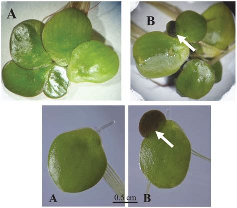 Survival Strategies Of Duckweeds The Worlds Smallest Angiosperms